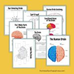 Brain Anatomy Worksheets for Kids | Free Printables