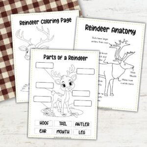 Fun and Educational Reindeer Worksheets for Homeschooling