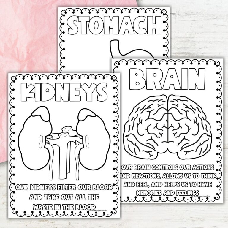 Human Body Organs Coloring Pages (Free Printable for Kids)