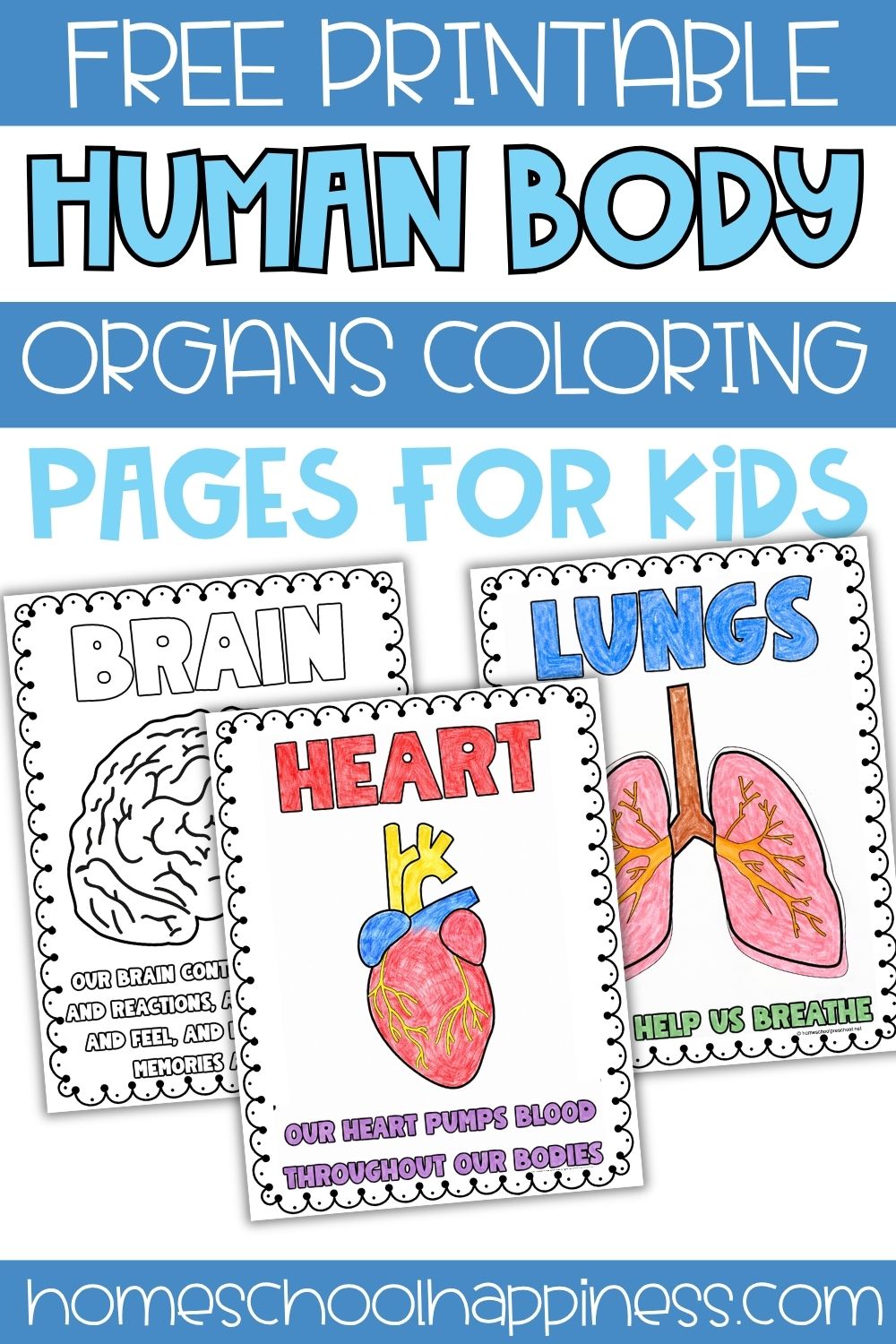Human Body Organs Coloring Pages (Free Printable for Kids)