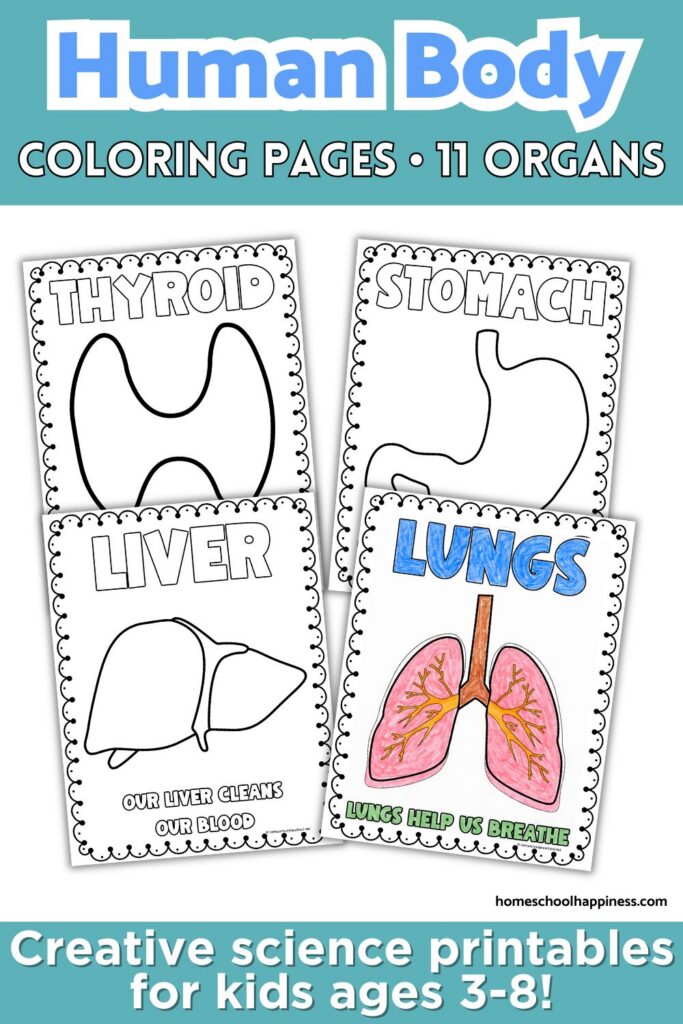 Human Body Organs Coloring Pages (Free Printable for Kids)