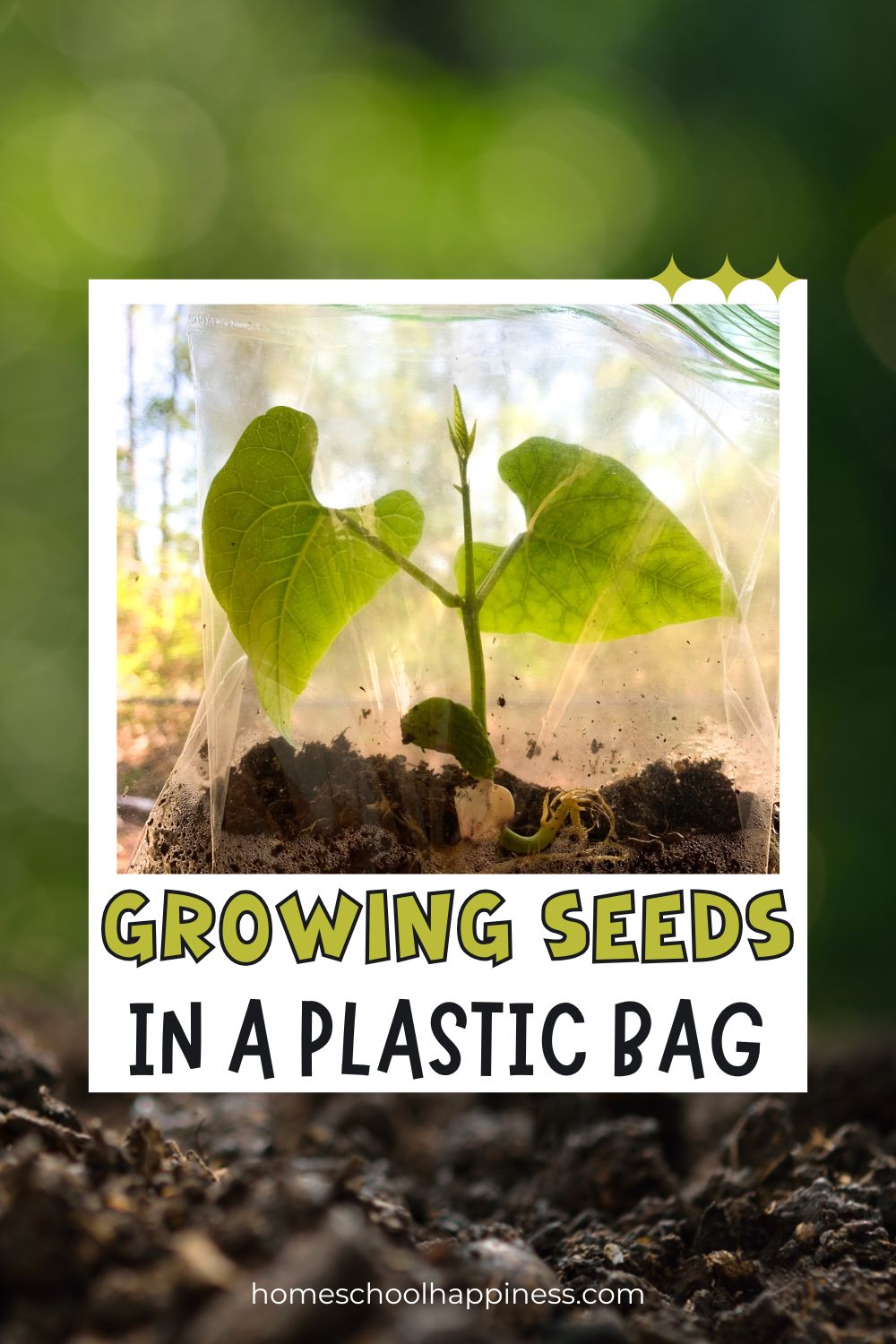 Growing Seeds in a Plastic Bag: Easy Science for Kids