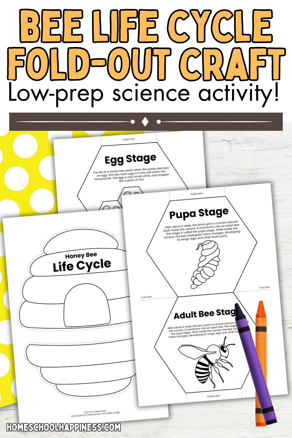 Hands-On Life Cycle of a Bee Activity for Homeschool