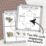 Life Cycle of an Elephant Worksheets for Homeschool Fun