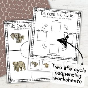 Life Cycle of an Elephant Worksheets for Homeschool Fun