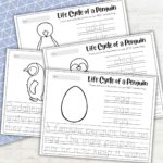 Life Cycle of a Penguin for Kids – Free Printable Worksheets
