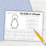Life Cycle of a Penguin for Kids – Free Printable Worksheets