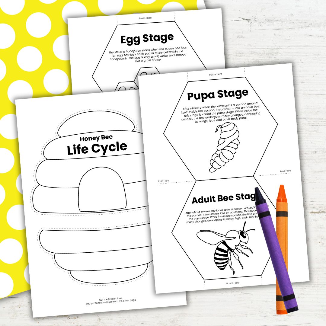 Hands-On Life Cycle of a Bee Activity for Homeschool