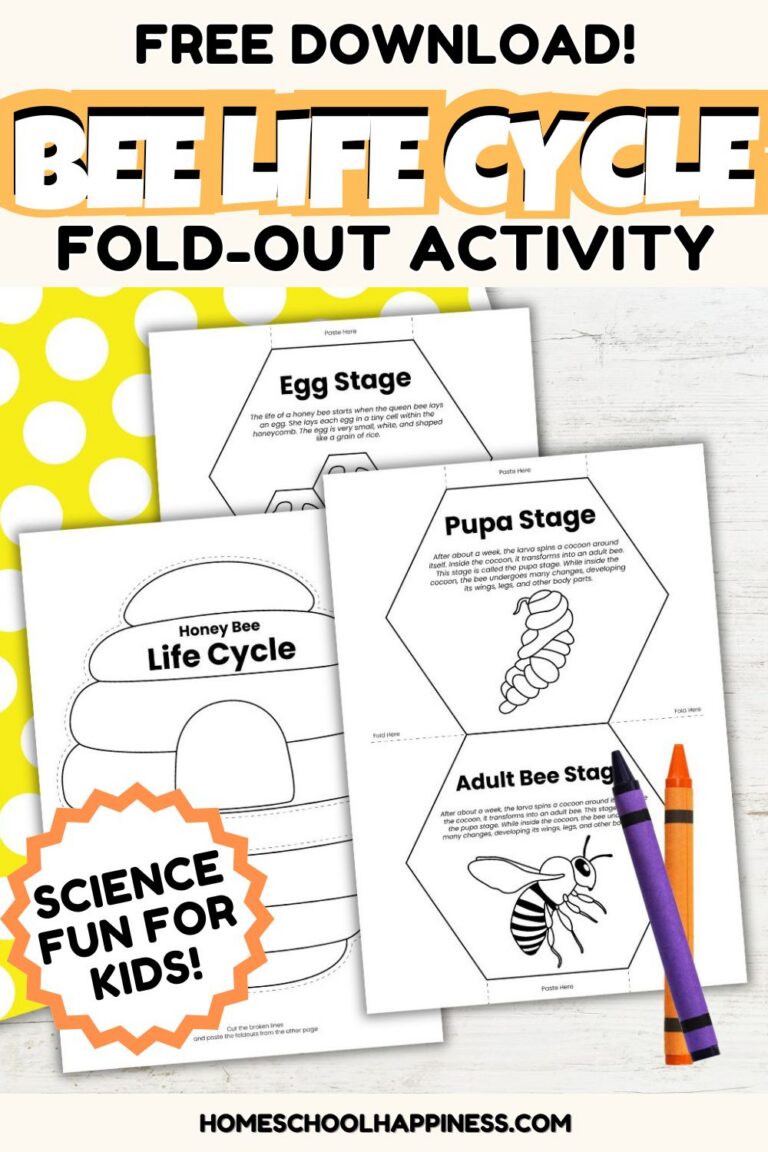 Hands-On Life Cycle of a Bee Activity for Homeschool