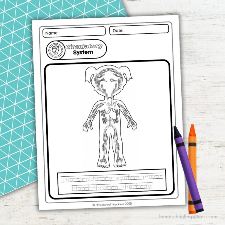 Circulatory System Coloring Sheet for Homeschool Kids