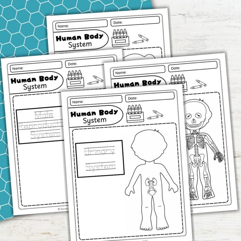 Human Body Systems Coloring Pages for Homeschool Science