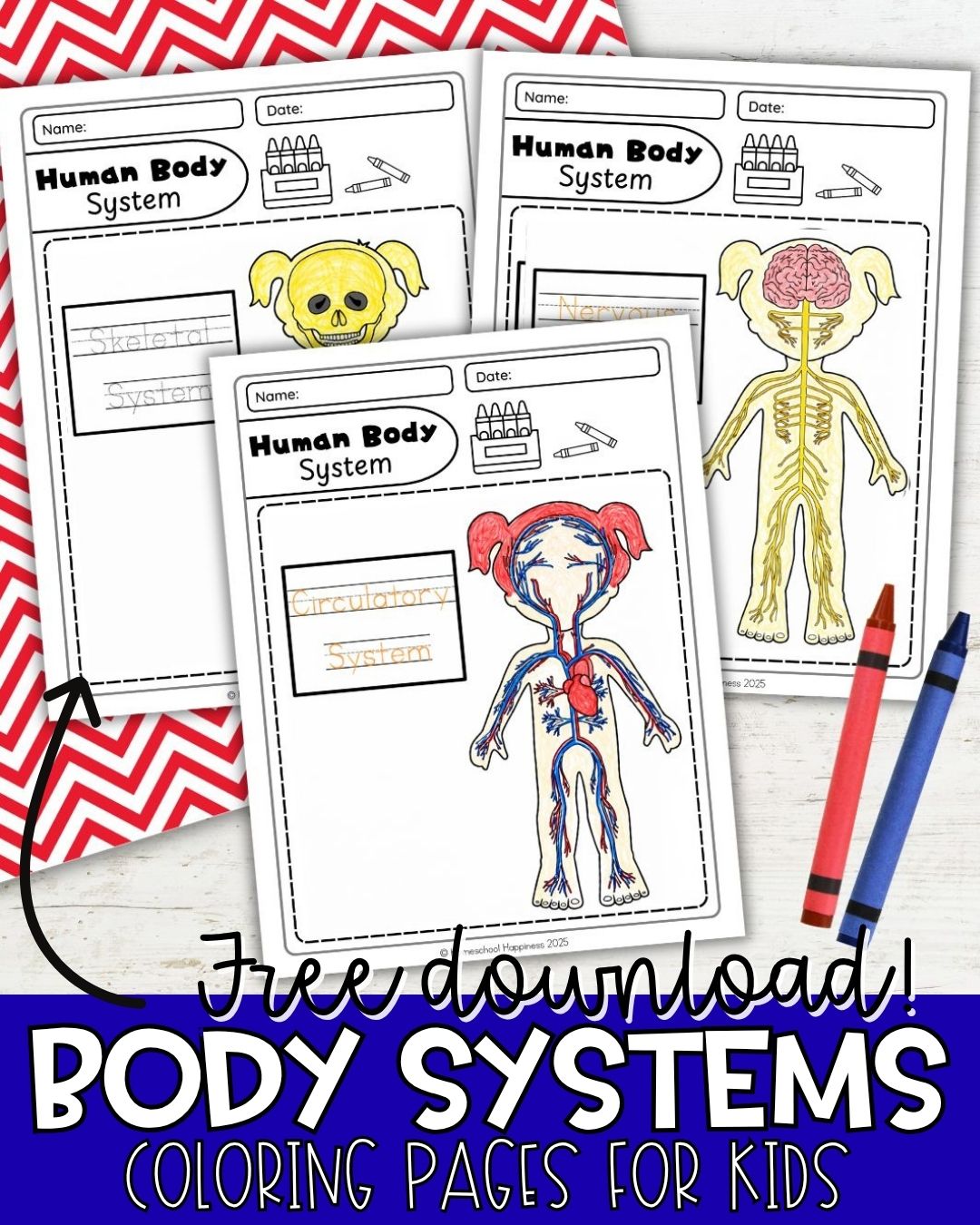 Human Body Systems Coloring Pages for Homeschool Science