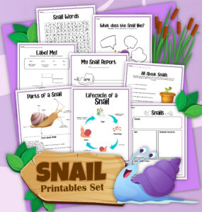 Snail Worksheets for Kids – Fun Homeschool Science Printables