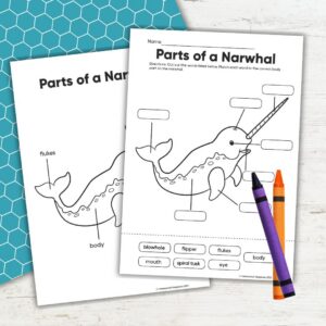 Narwhal Worksheets for Kids – Fun Science Activities