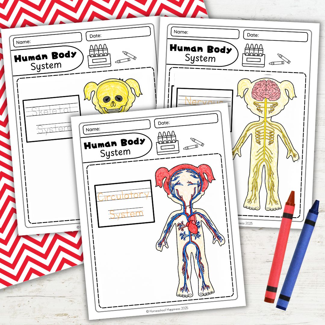 Human Body Systems Coloring Pages for Homeschool Science