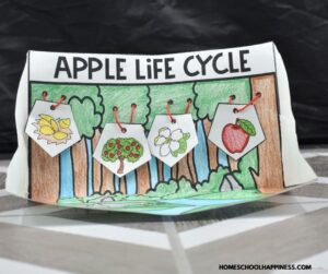 Apple Life Cycle Diorama Printable for Young Learners